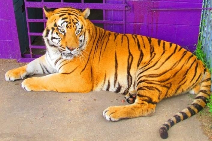 Tiger Truck Stop & Cafe, 76730 Garner Ln, Grosse Tete, LA - MapQuest